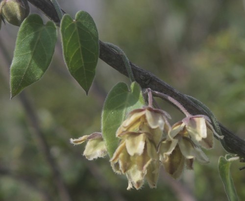 Bejuco elegante (Funastrum elegans) - PictureThis