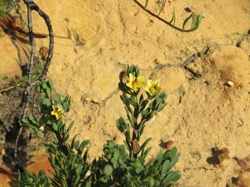 Roepera Flower, Leaf, Care, Uses - PictureThis