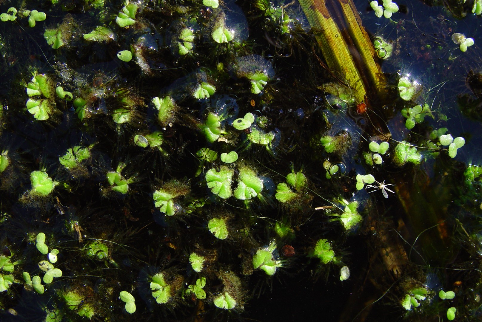 Ricciocarpos natans - PictureThis