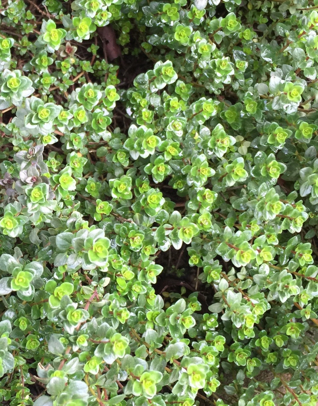 Saxifraga biflora - PictureThis
