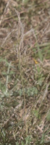 Capim-mimoso (Eragrostis ciliaris) - PictureThis