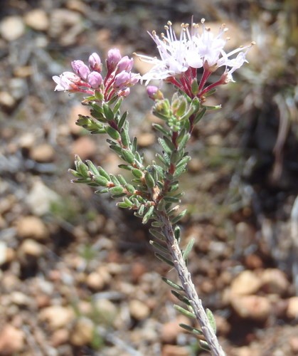 Agathosma capensis - PictureThis