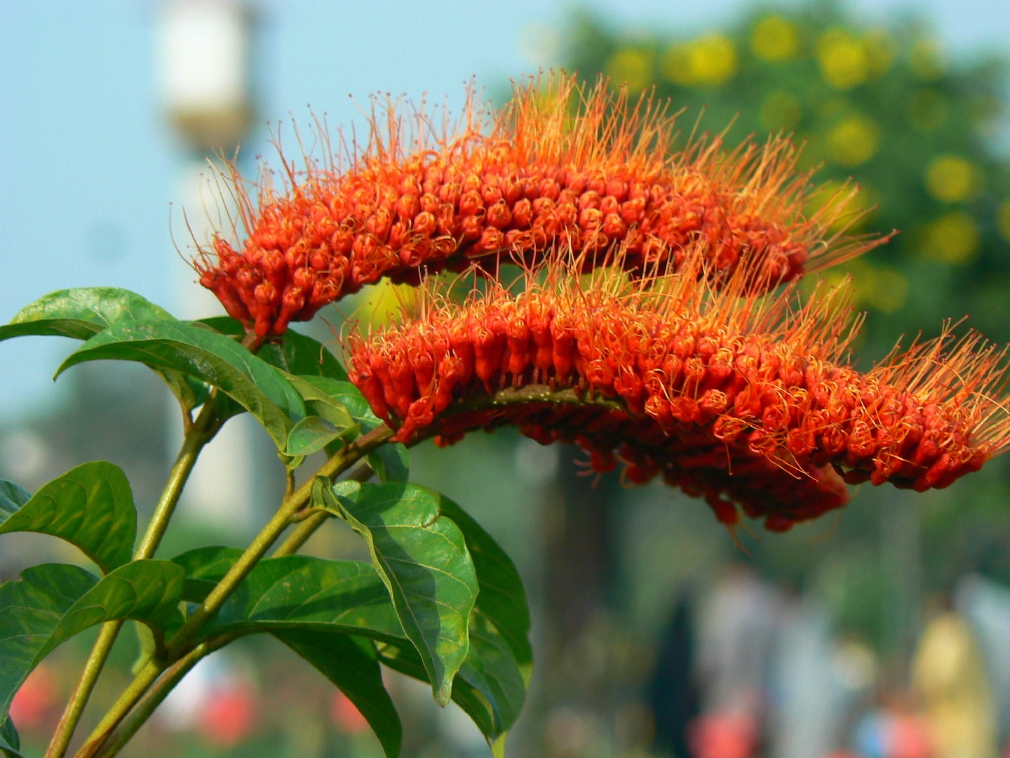 Monkey brush vine (Combretum rotundifolium) Flower, Leaf, Care, Uses ...