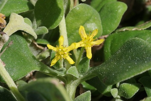 Tetragonia implexicoma 照顧，種植，繁殖，開花時間 - PictureThis
