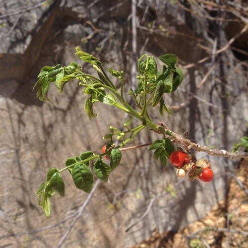 Mahogany (Meliaceae) Flower, Leaf, Care, Uses - PictureThis