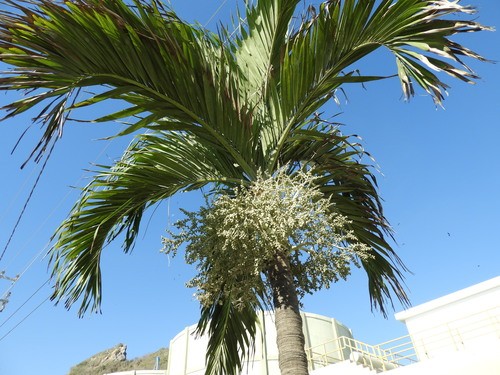 Alexandra Palm (Archontophoenix alexandrae) Flower, Leaf, Care, Uses ...