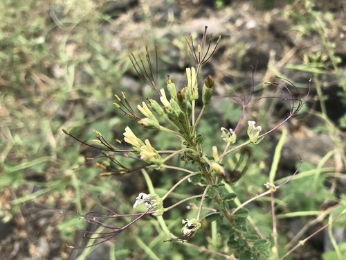 Shona cabbage (Gynandropsis gynandra) Flower, Leaf, Care, Uses ...