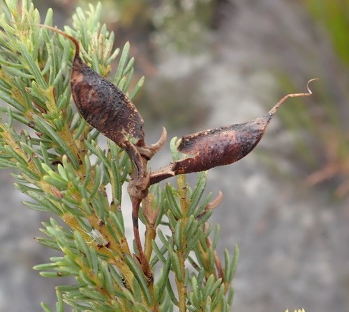 Cyclopia genistoides - PictureThis