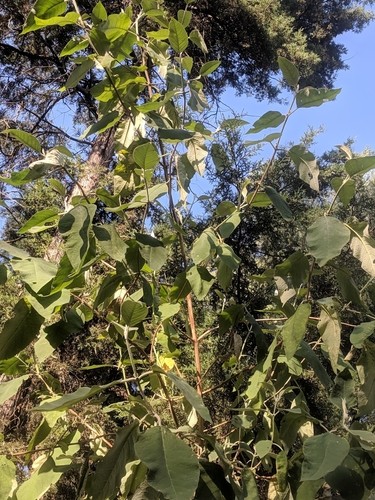 Tepozán blanco (Buddleja cordata) - PictureThis
