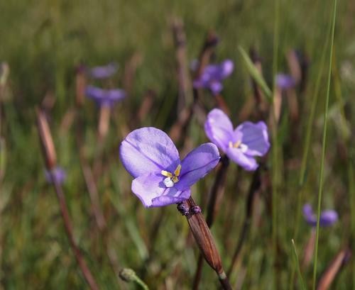 Patersonia occidentalis - PictureThis