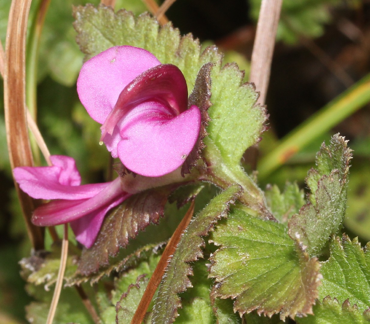 Lousewort (Pedicularis resupinata) Flower, Leaf, Care, Uses - PictureThis