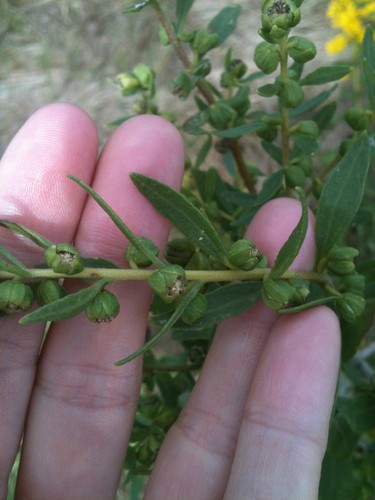 Jesuit's bark (Iva frutescens) Flower, Leaf, Care, Uses - PictureThis
