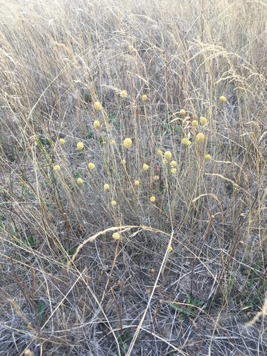 Calocephalus citreus - PictureThis