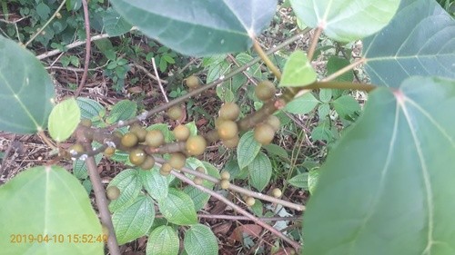 White-leaved fig (Ficus grossularioides) Flower, Leaf, Care, Uses - PictureThis