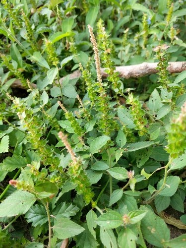 Acalypha phleoides - PictureThis