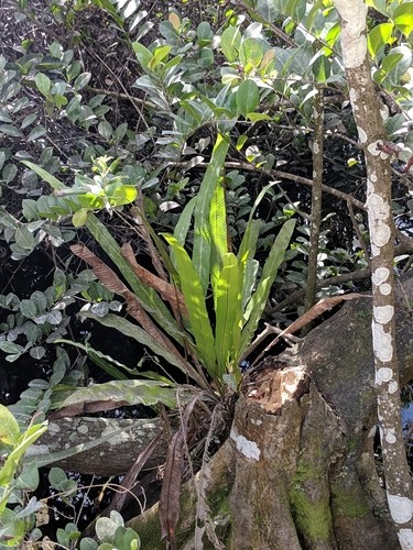 Calaguala de venezuela (Campyloneurum phyllitidis) - PictureThis