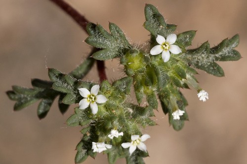 Manybranched ipomopsis (Ipomopsis polycladon) Flower, Leaf, Care, Uses ...