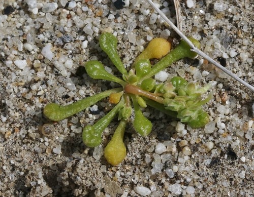 Cistanthe monandra - PictureThis