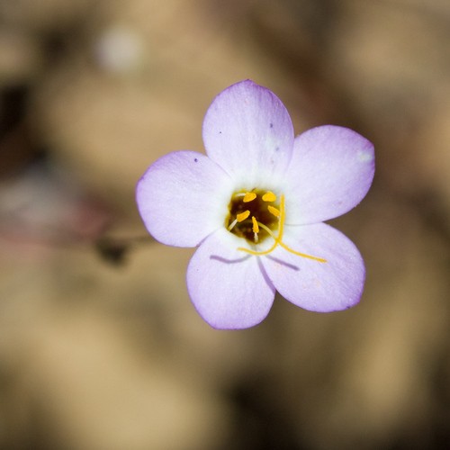 Leptosiphon ambiguus - PictureThis