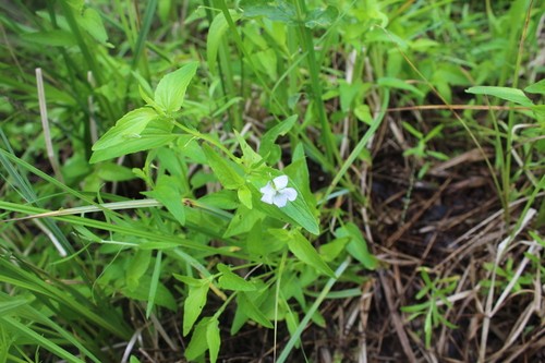 Fen violet (Viola stagnina) Flower, Leaf, Care, Uses - PictureThis