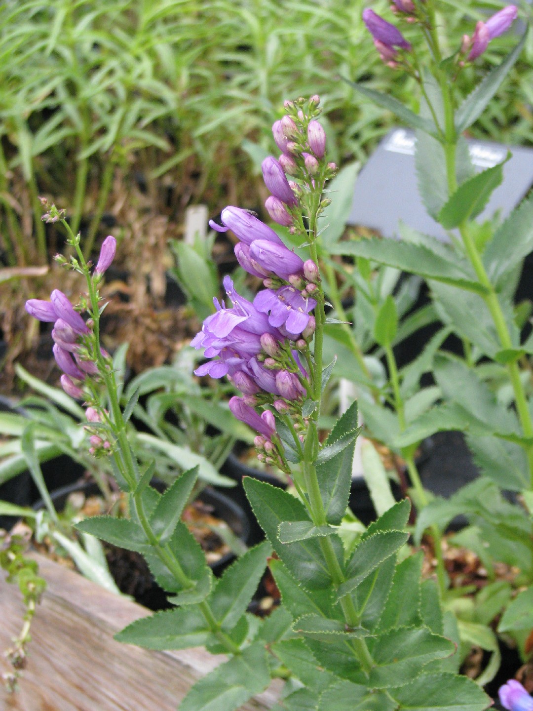 Where To Place Venus penstemon In Feng Shui? (Characteristics ...