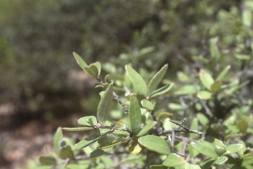 Olive (Oleaceae) Flower, Leaf, Care, Uses - PictureThis