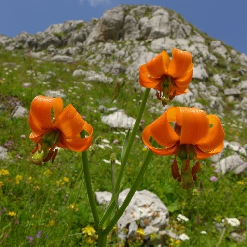 Lilium albanicum 照顧，種植，繁殖，開花時間 - PictureThis