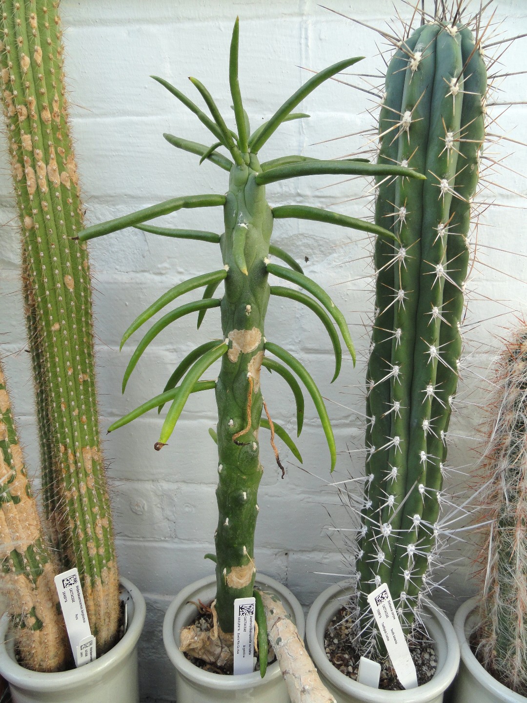 Stetsonia Coryne Cactus