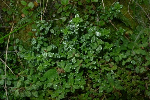 Euphrasia monroi - PictureThis