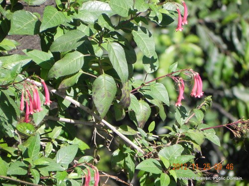 Yellow cape fuchsia (Phygelius aequalis) Flower, Leaf, Care, Uses ...