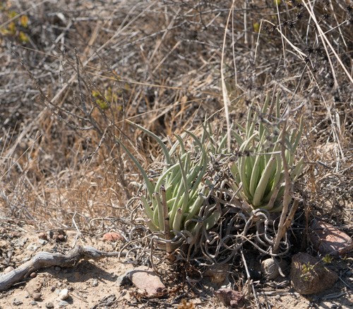 Dudleya edulis - PictureThis