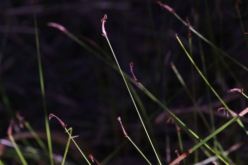 Tetraria capillaris Flower, Leaf, Care, Uses - PictureThis