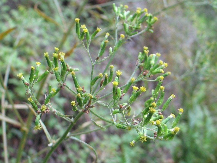 Coastal burnweed (Erechtites minimus) Flower, Leaf, Care, Uses ...