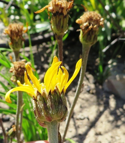 Capelio tabularis Flower, Leaf, Care, Uses - PictureThis