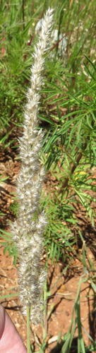 Enneapogon cenchroides - PictureThis