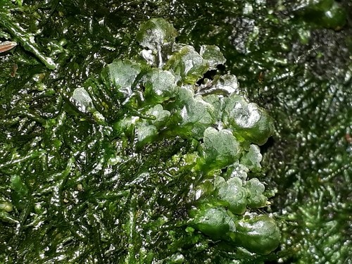 Distichophyllum microcarpum - PictureThis