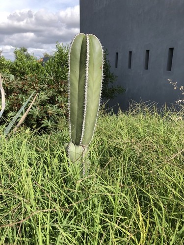 Mexican fence post cactus (Pachycereus marginatus) Flower, Leaf, Care ...