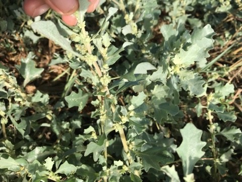 Atriplex repens - PictureThis