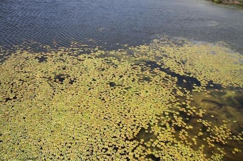 Water-clover (Marsileaceae) Flower, Leaf, Care, Uses - PictureThis