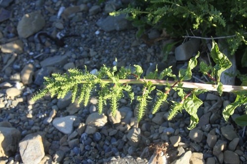 Bit Gula (Beta vulgaris) - PictureThis