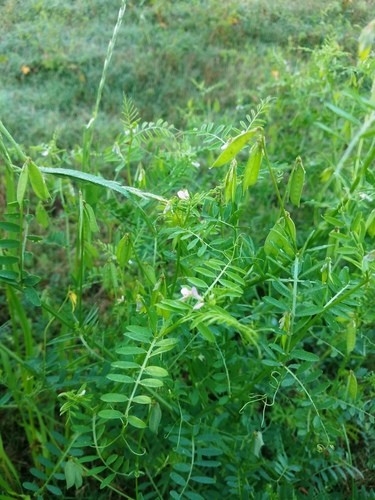 Louisiana Vetch (Vicia ludoviciana) Flower, Leaf, Care, Uses - PictureThis