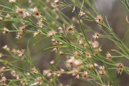 Baccharis neglecta - PictureThis