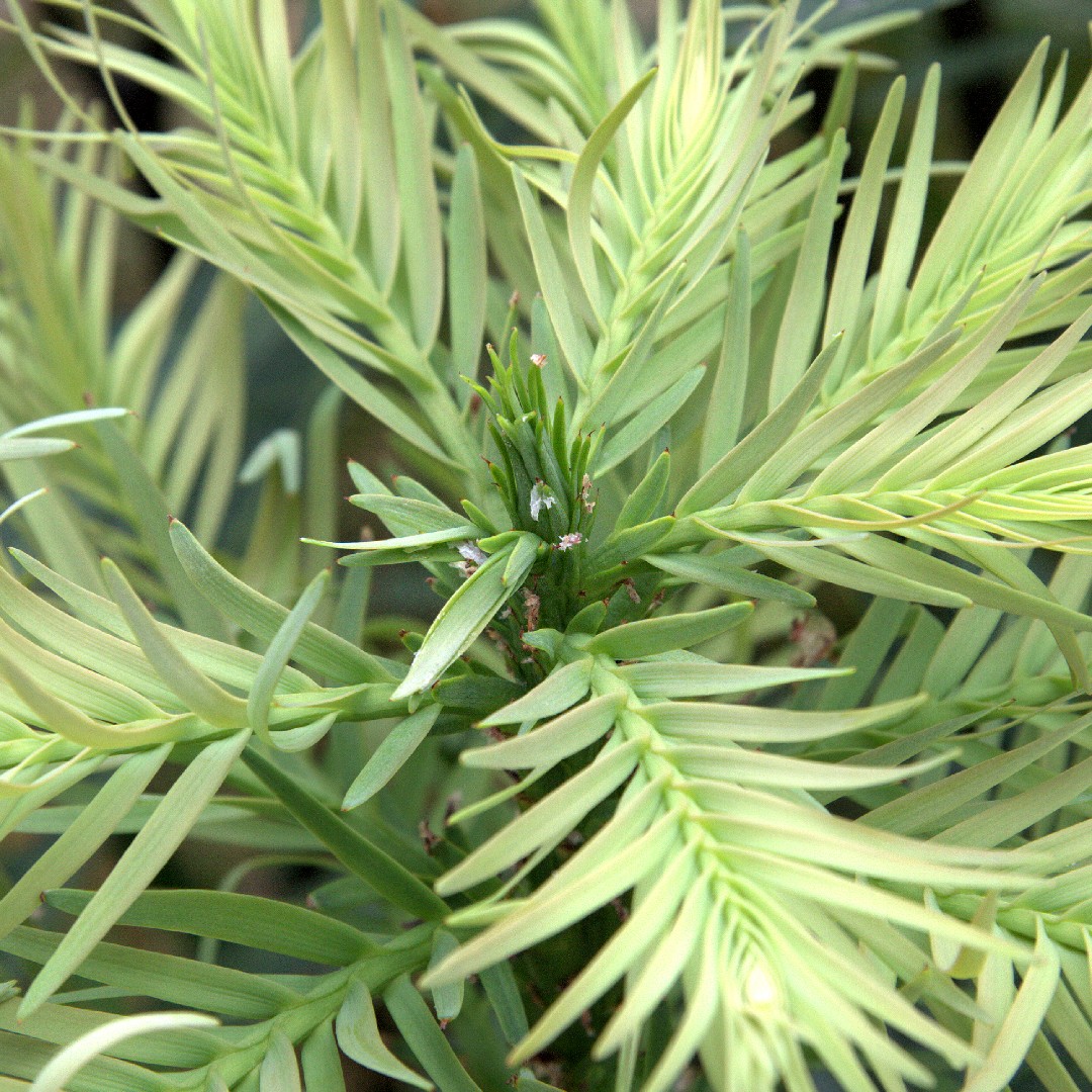 Wollemi pine Care (Watering, Fertilize, Pruning, Propagation) - PictureThis