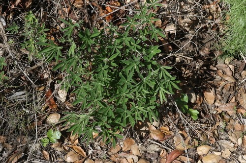 Longleaf bush lupine (Lupinus longifolius) Flower, Leaf, Care, Uses ...