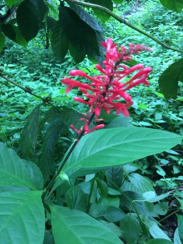 How to Plant and Grow Firespike(Thyrsacanthus tubaeformis)