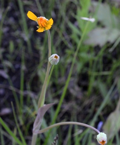 Two-Flowered Dwarf-Dandelion (Krigia biflora) Flower, Leaf, Care, Uses ...