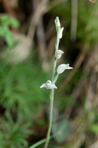 Orquídeas de jade (Goodyera) - PictureThis
