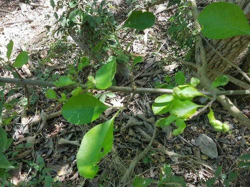 Pisonia aculeata - PictureThis