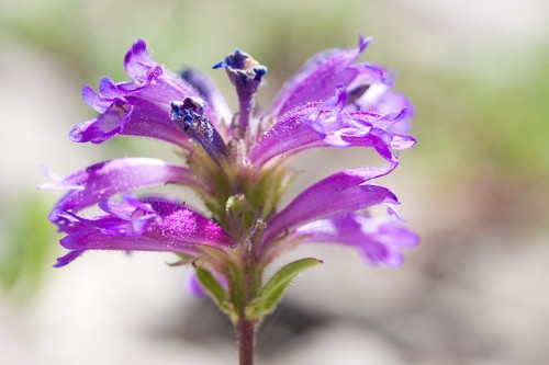 Penstemon heterodoxus - PictureThis