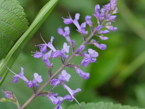 Large spur-flower (Plectranthus ecklonii) Flower, Leaf, Care, Uses ...